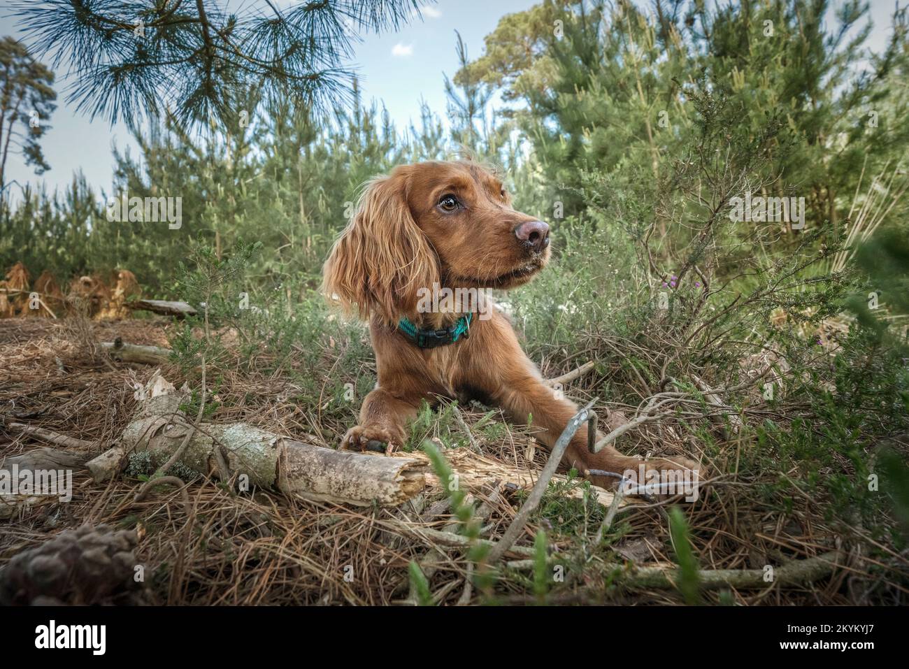 Working cocker spaniel puppy close up in a forest looking to the right ...