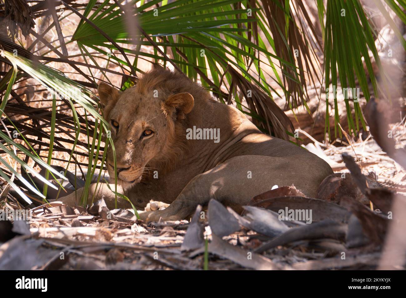 A lion sleeps in the shade in the midday heat in Nyerere national park ...