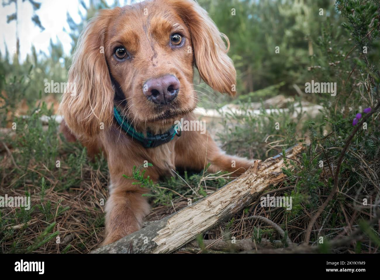Working cocker spaniel puppy close up in a forest looking directly at ...