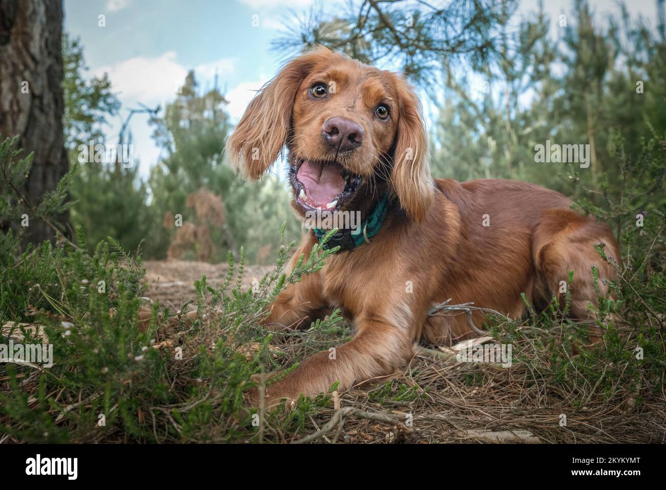 Working cocker spaniel puppy close up in a forest with his mouth open ...