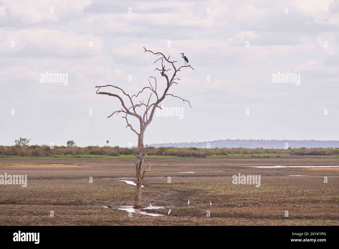 A grey Heron perches on the top of a dead tree in a dry watering hole ...