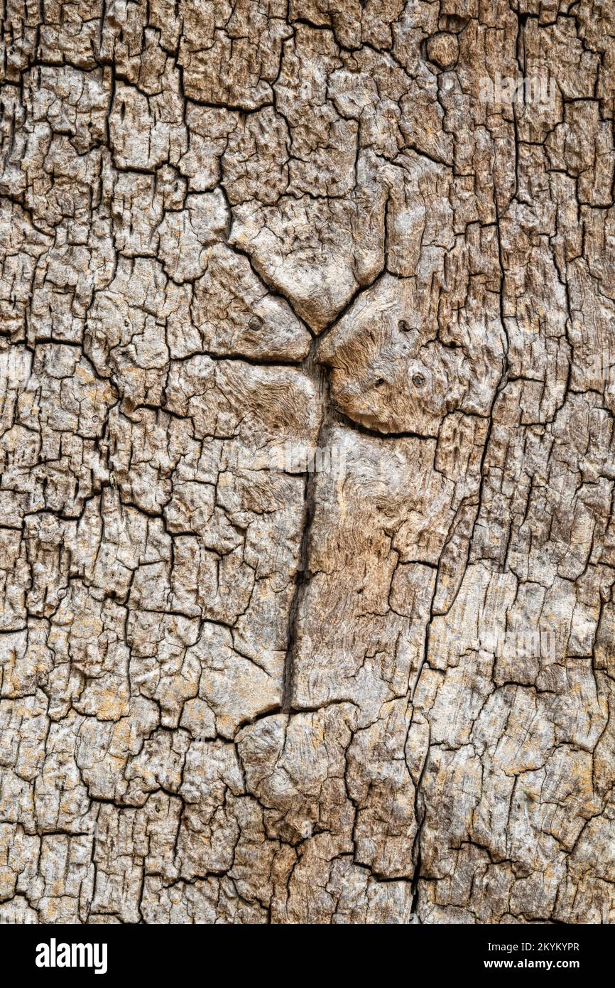 A close-up view of a decaying bark revealing patterns and textures of ...