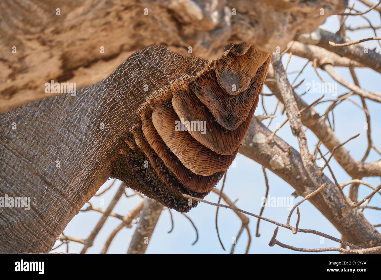 An African bee nest with many layer so of honeycomb hangs from a tree ...