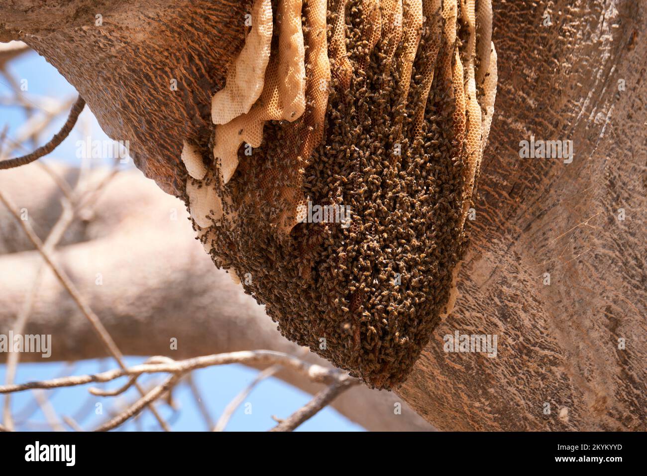 An African bee nest with many layers of honeycomb hangs from a tree in ...
