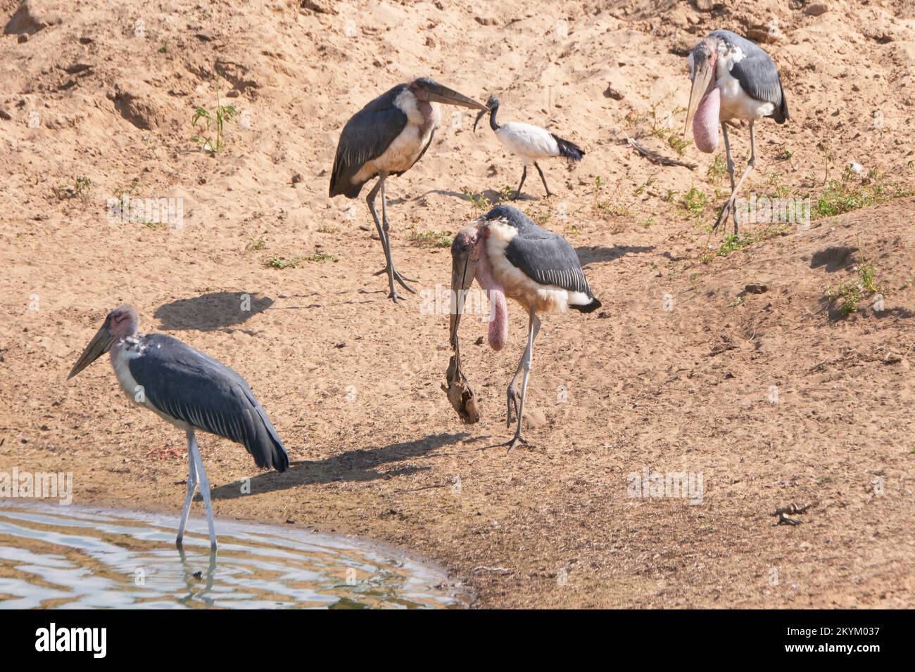 Marabou stork fight over a dead catfish in a watering hole in Nyerere ...