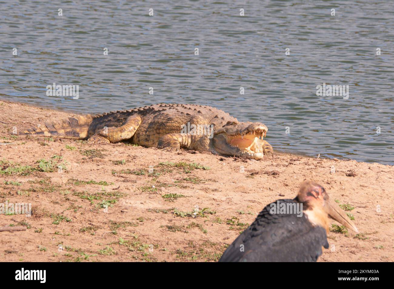 Parc crocodile hi-res stock photography and images - Alamy