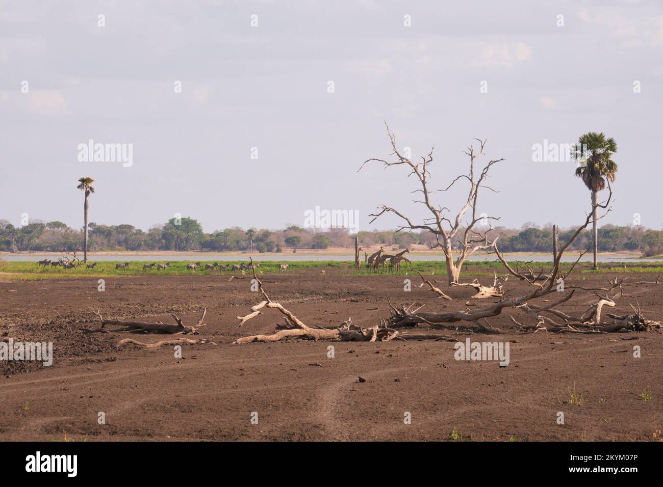 Through a shimmering heat haze, zebra and giraffe are seen on the edge ...
