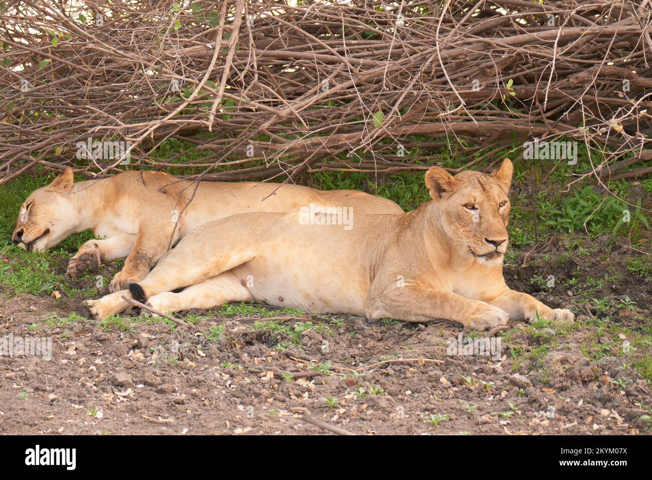 Lions rest from the heat in the cool shade in Nyerere national park ...