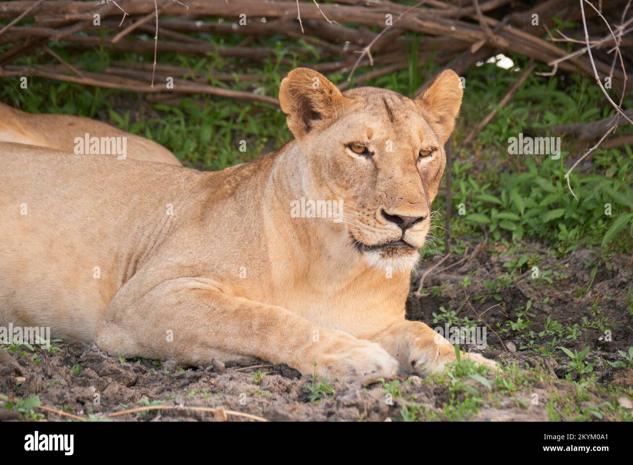 Lions rest from the heat in the cool shade in Nyerere national park ...
