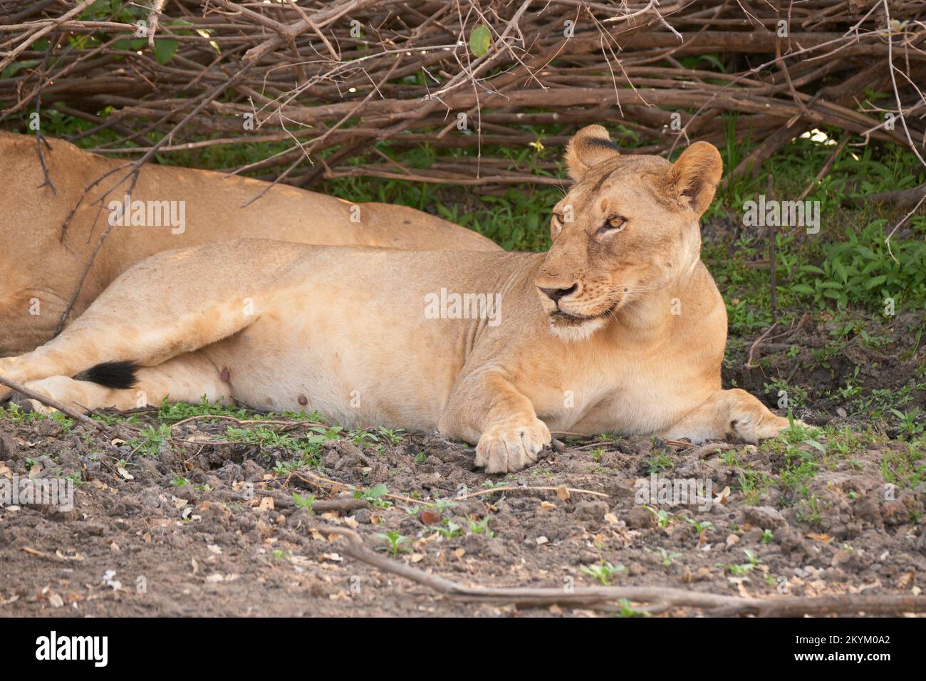 Lions rest from the heat in the cool shade in Nyerere national park ...