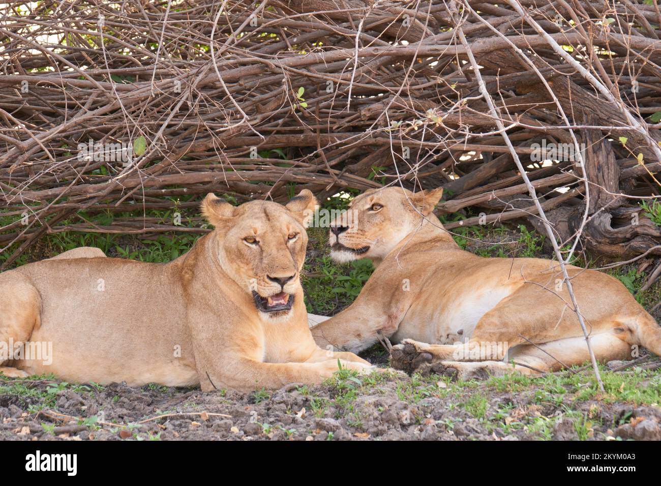 Lions rest from the heat in the cool shade in Nyerere national park ...