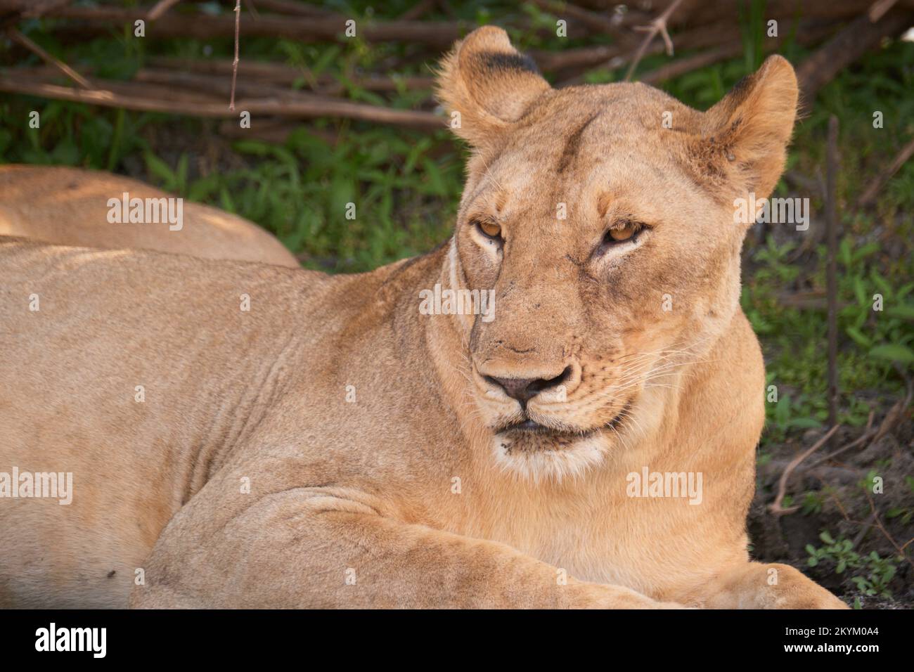 Lions rest from the heat in the cool shade in Nyerere national park ...