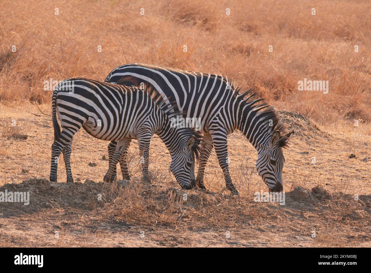 Two Zebra in the evening sun of Mikumi national park Stock Photo - Alamy