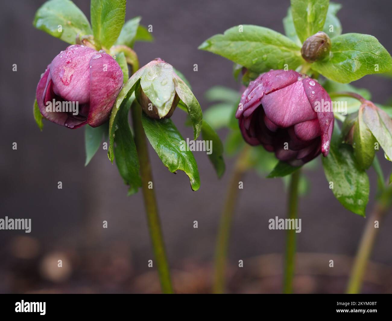 Spring border hellebores hi-res stock photography and images - Alamy