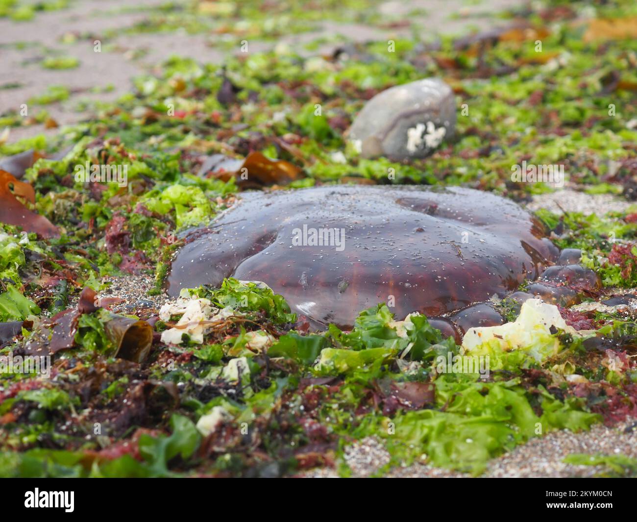Close up of a stranded jellyfish on a British beach surrounded by ...