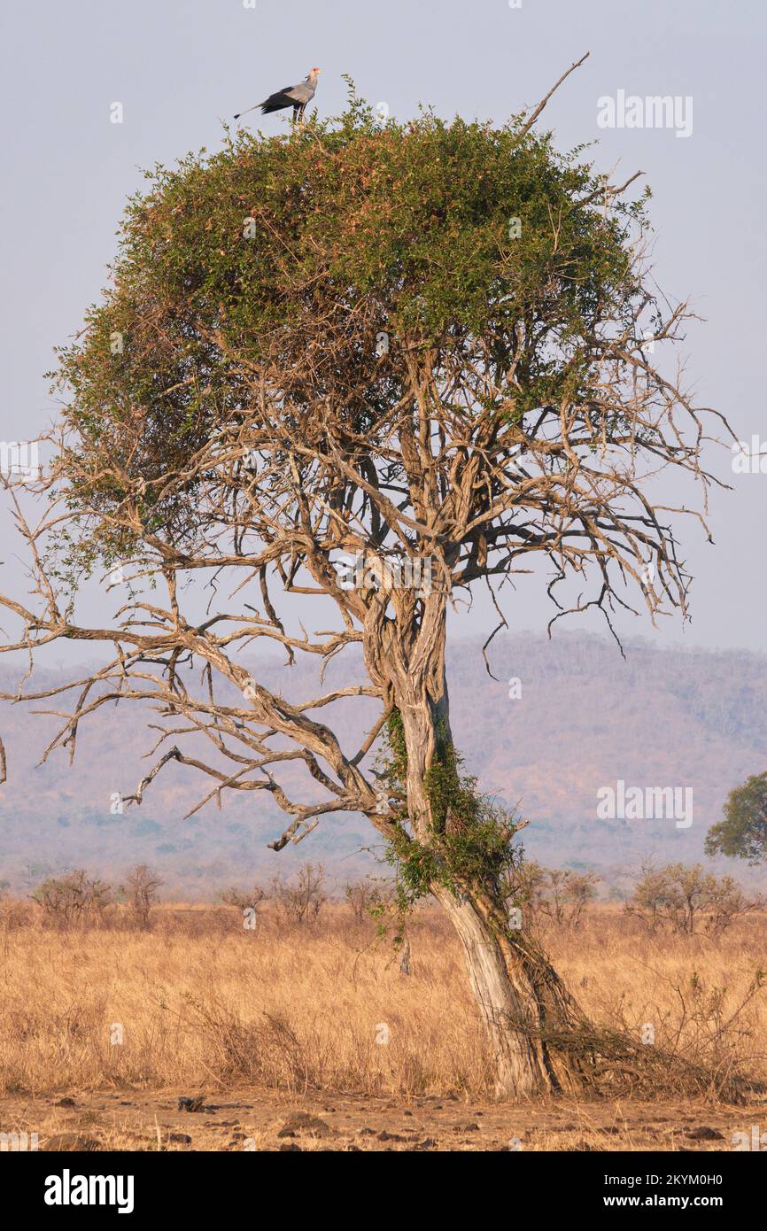 Secretary with legs hi-res stock photography and images - Alamy