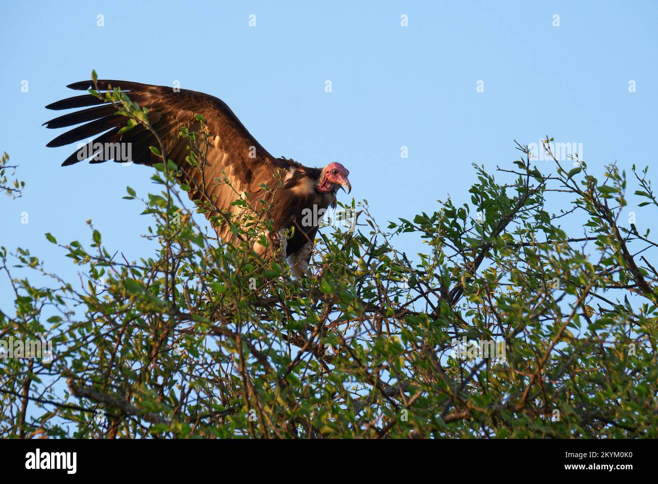 A Vulture perches in a tree waiting for remains of a lion kill to be ...