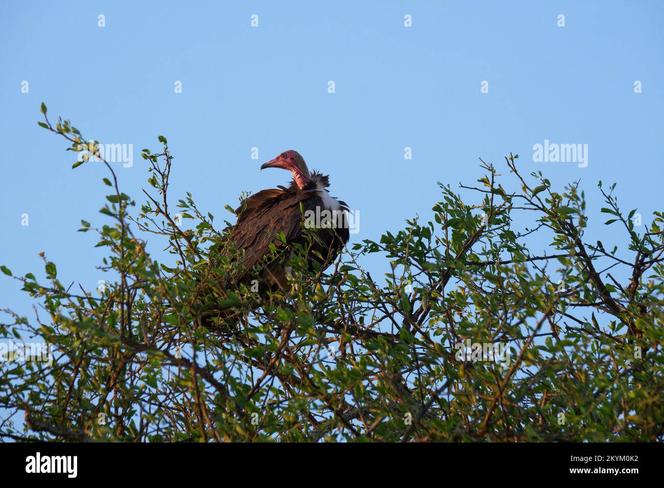 A Vulture perches in a tree waiting for remains of a lion kill to be ...