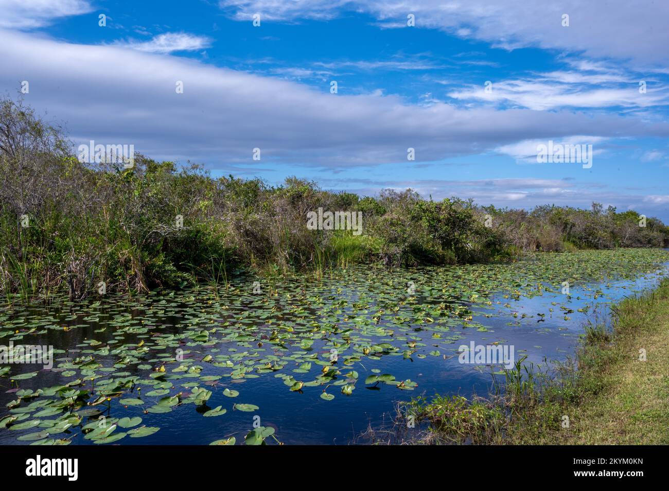 Everglades national park Stock Photo - Alamy