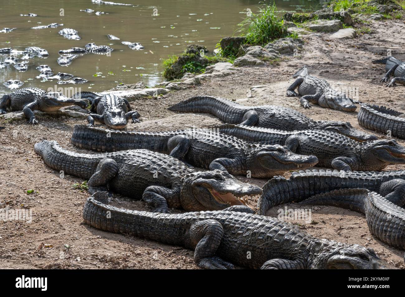 Everglades national park Stock Photo - Alamy Everglades national park Stock Photo - Alamy