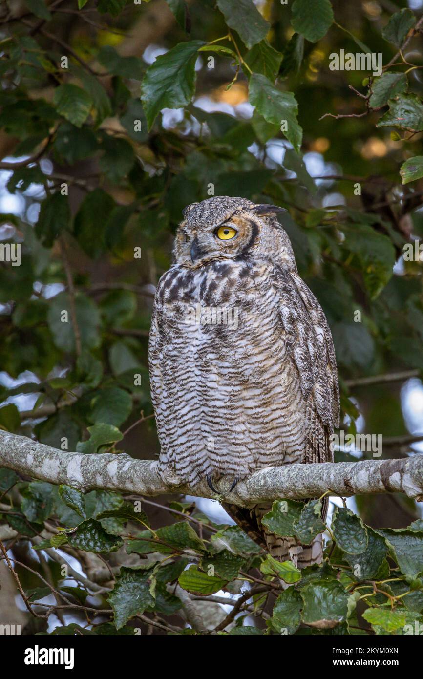 The great horned owl sitting on a branch, also known as the tiger owl ...