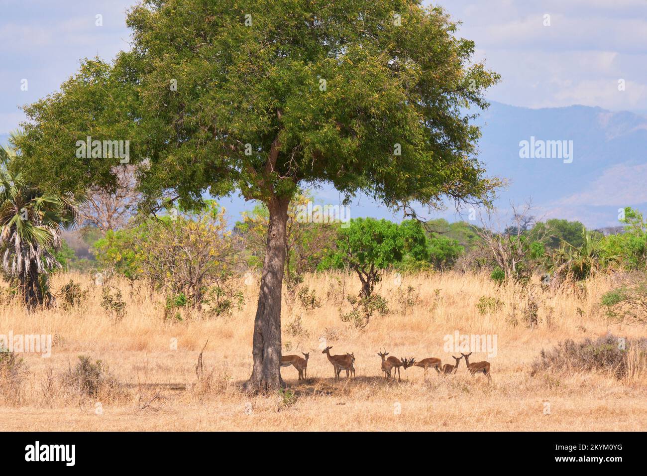 Impala hide from the sun in the shade of a tree, in the dry grassy ...