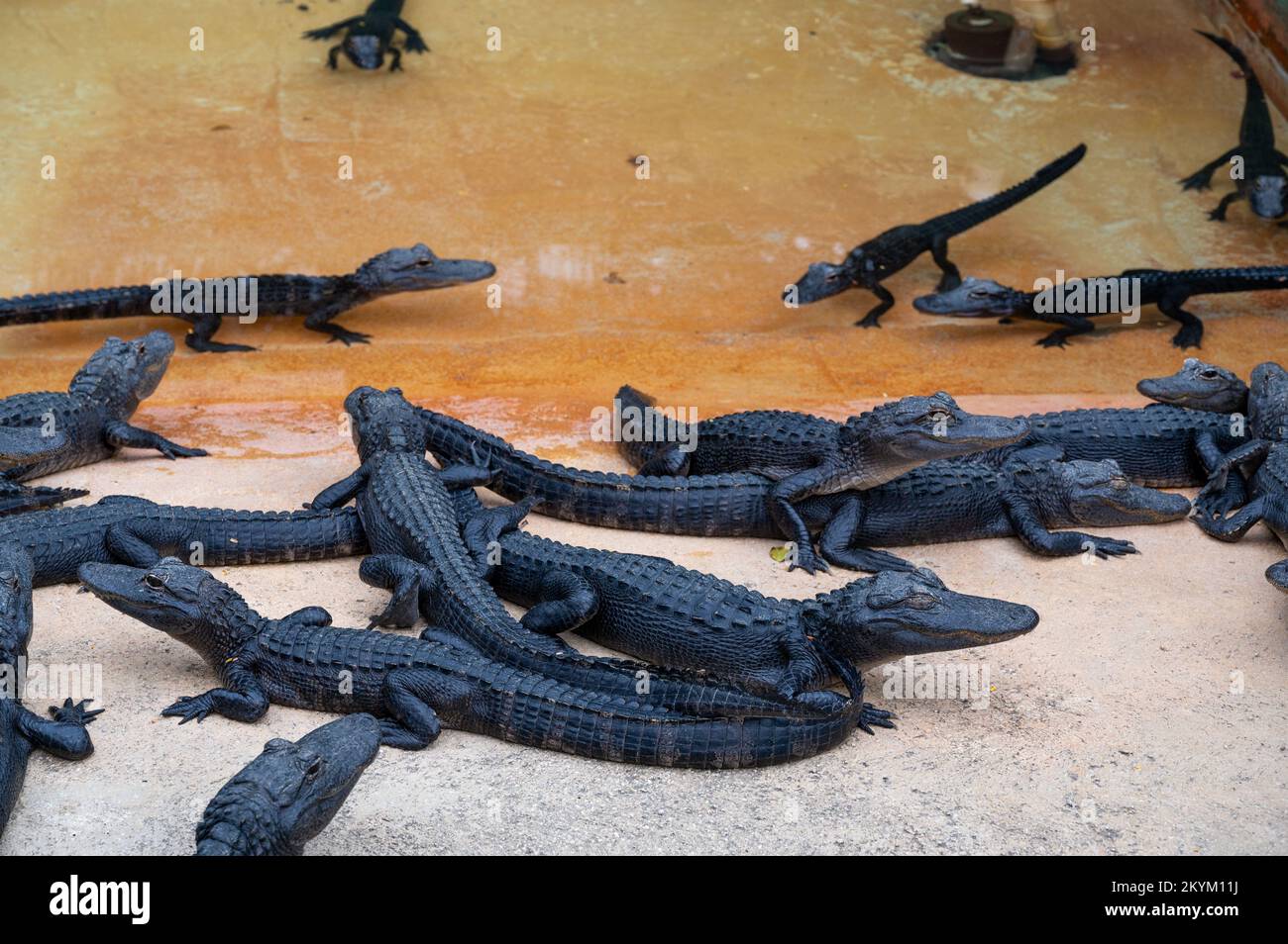 Everglades national park Stock Photo - Alamy Everglades national park Stock Photo - Alamy