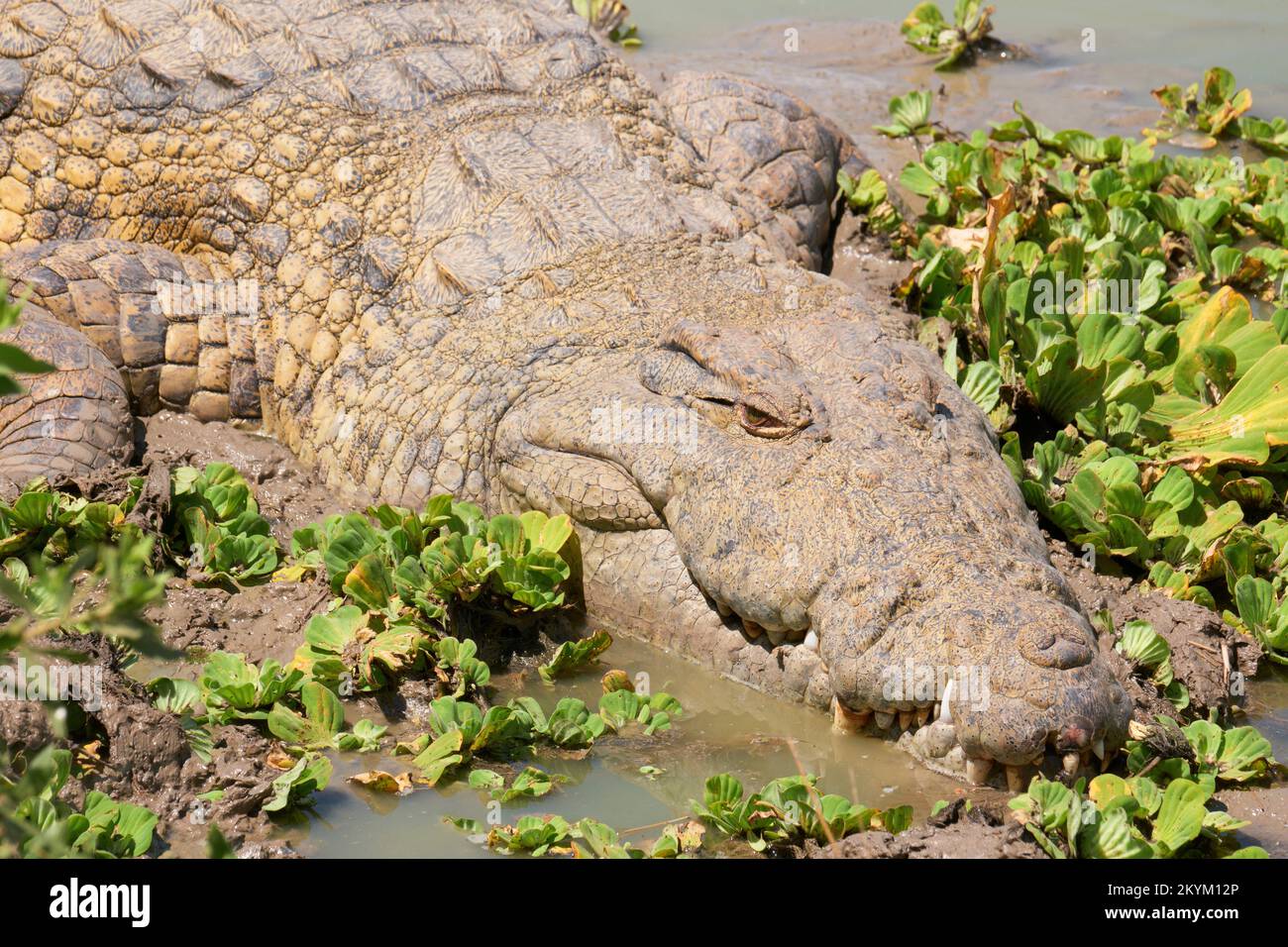 A close up of the head of adult Crocodile as it waits by the edge of a ...
