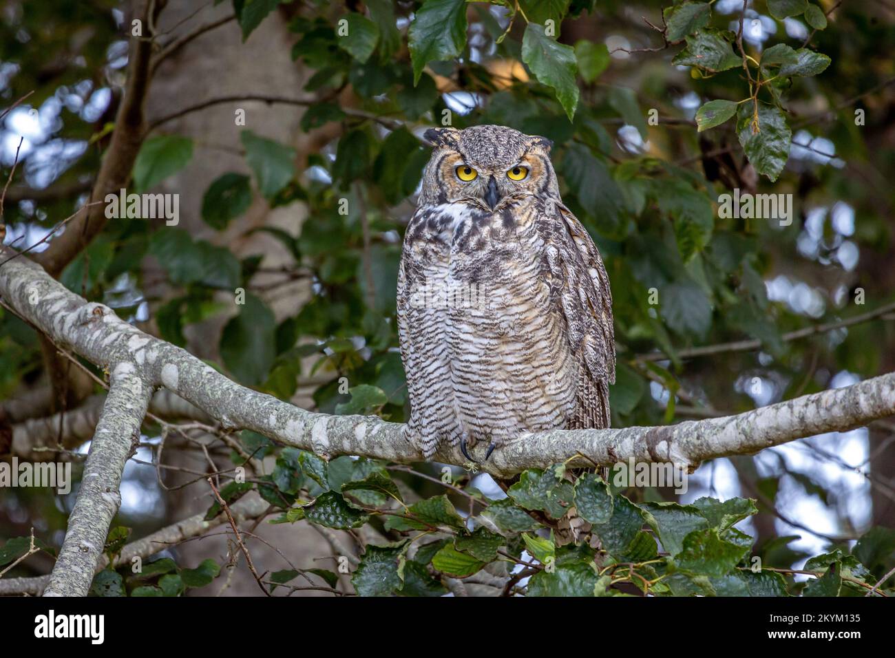 The great horned owl sitting on a branch, also known as the tiger owl ...
