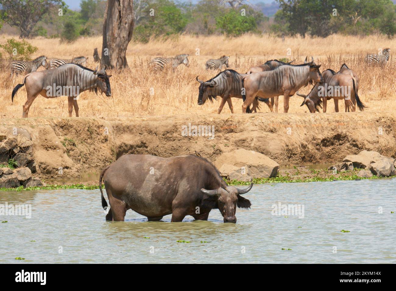 Tick birds hi-res stock photography and images - Alamy