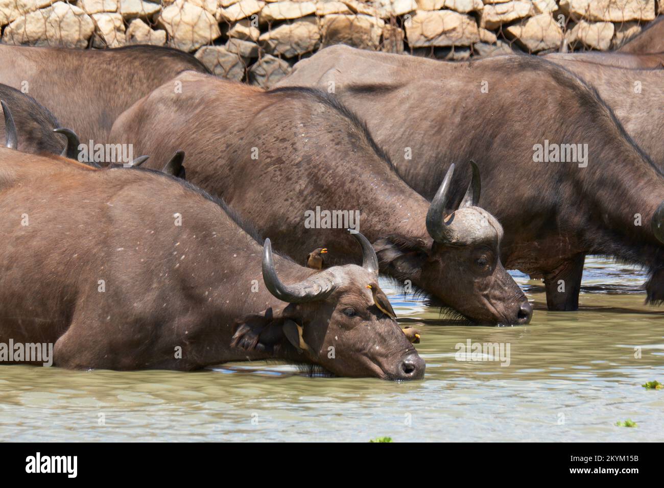 Buffalo, carrying Oxpecker tick eating birds, stop in a watering hole ...