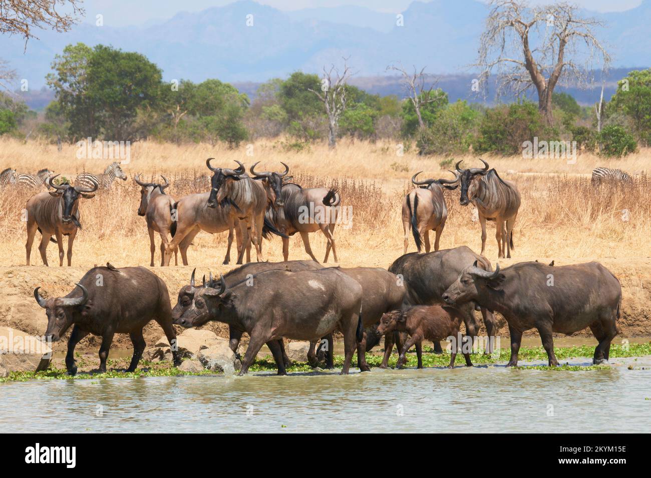 Tick birds hi-res stock photography and images - Alamy
