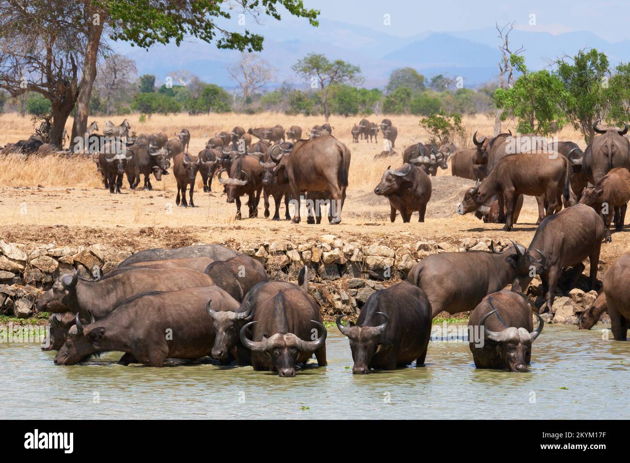 African watering hole drought hi-res stock photography and images - Alamy