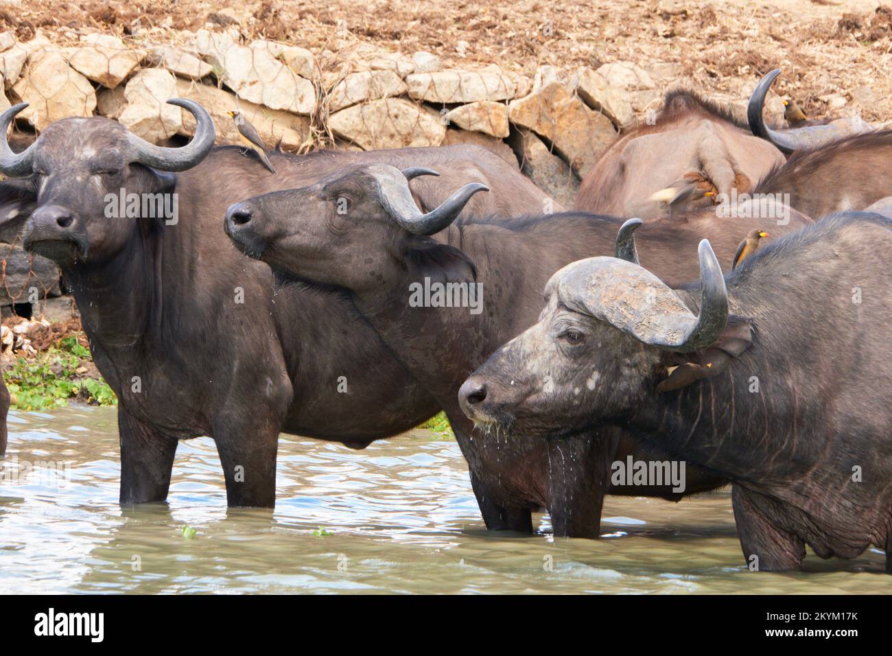 Buffalo, carrying Oxpecker tick eating birds, stop in a watering hole ...