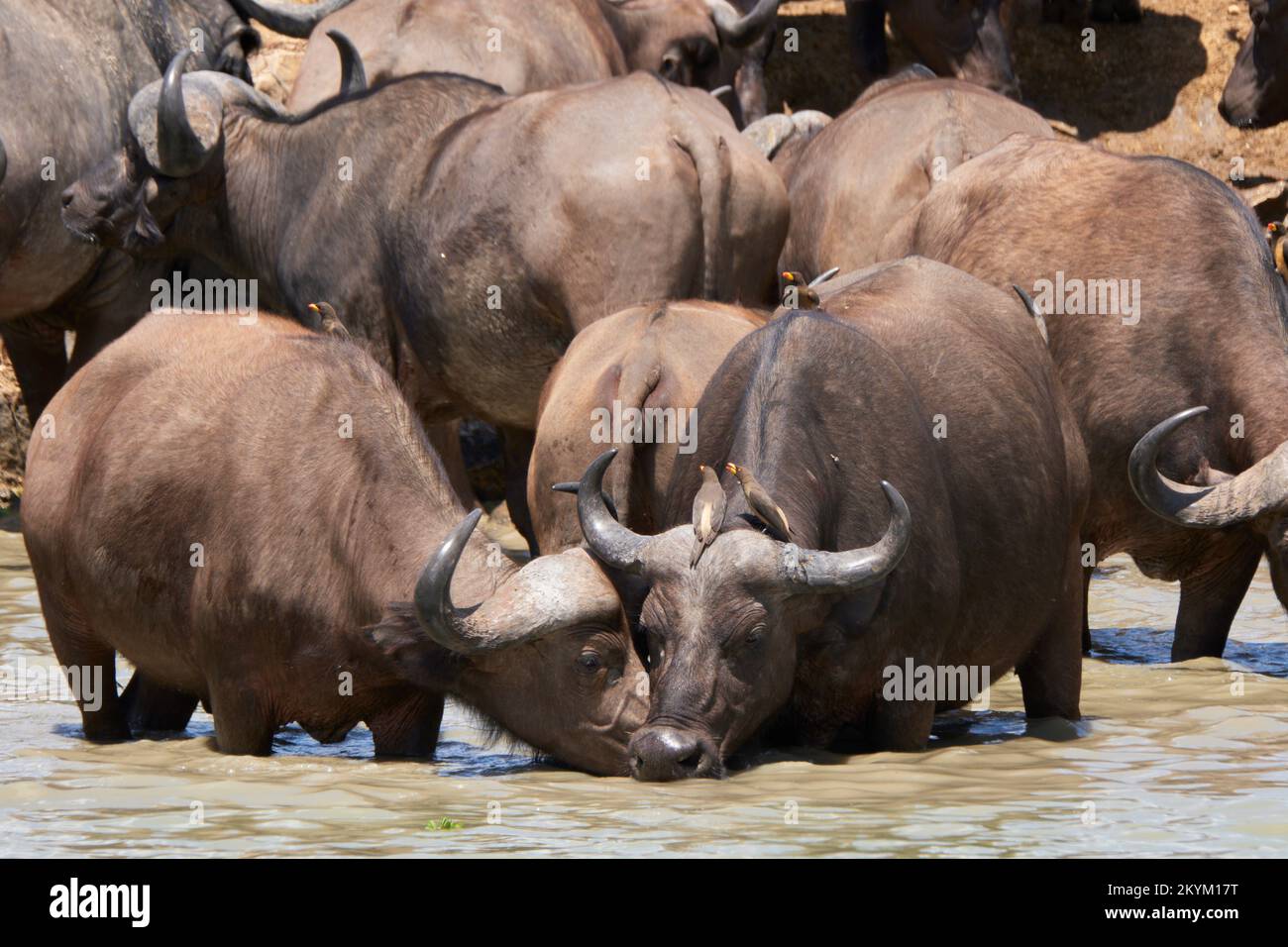 Buffalo, carrying Oxpecker tick eating birds, stop in a watering hole ...