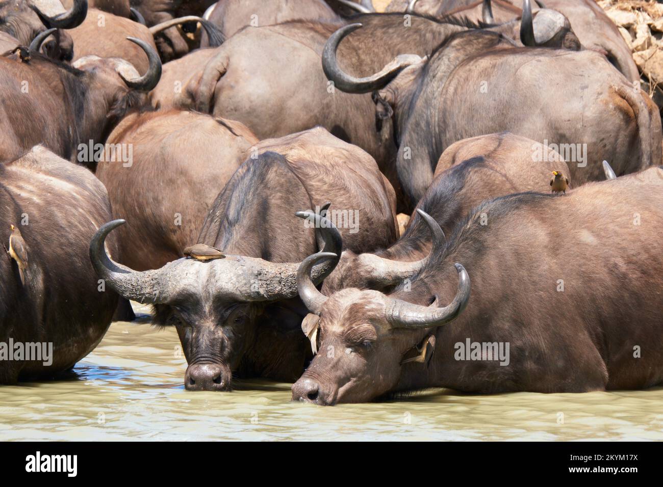 Buffalo, carrying Oxpecker tick eating birds, stop in a watering hole ...