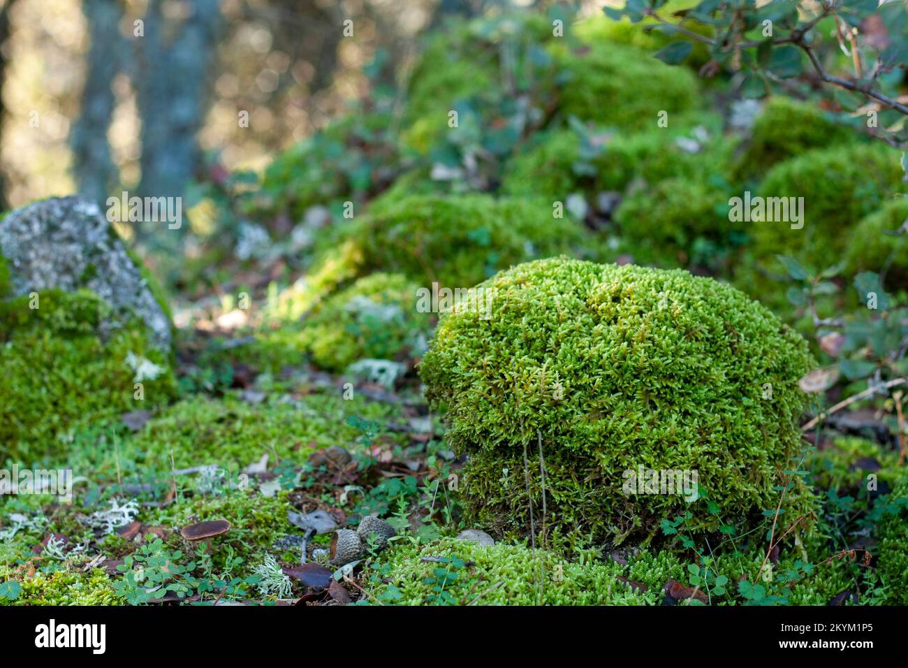 Autumn moss on a green granite stone due to humidity in the environment ...