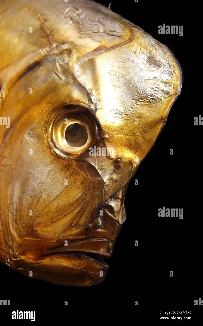 Scary alien face. Portrait of a fish head in reality Stock Photo - Alamy
