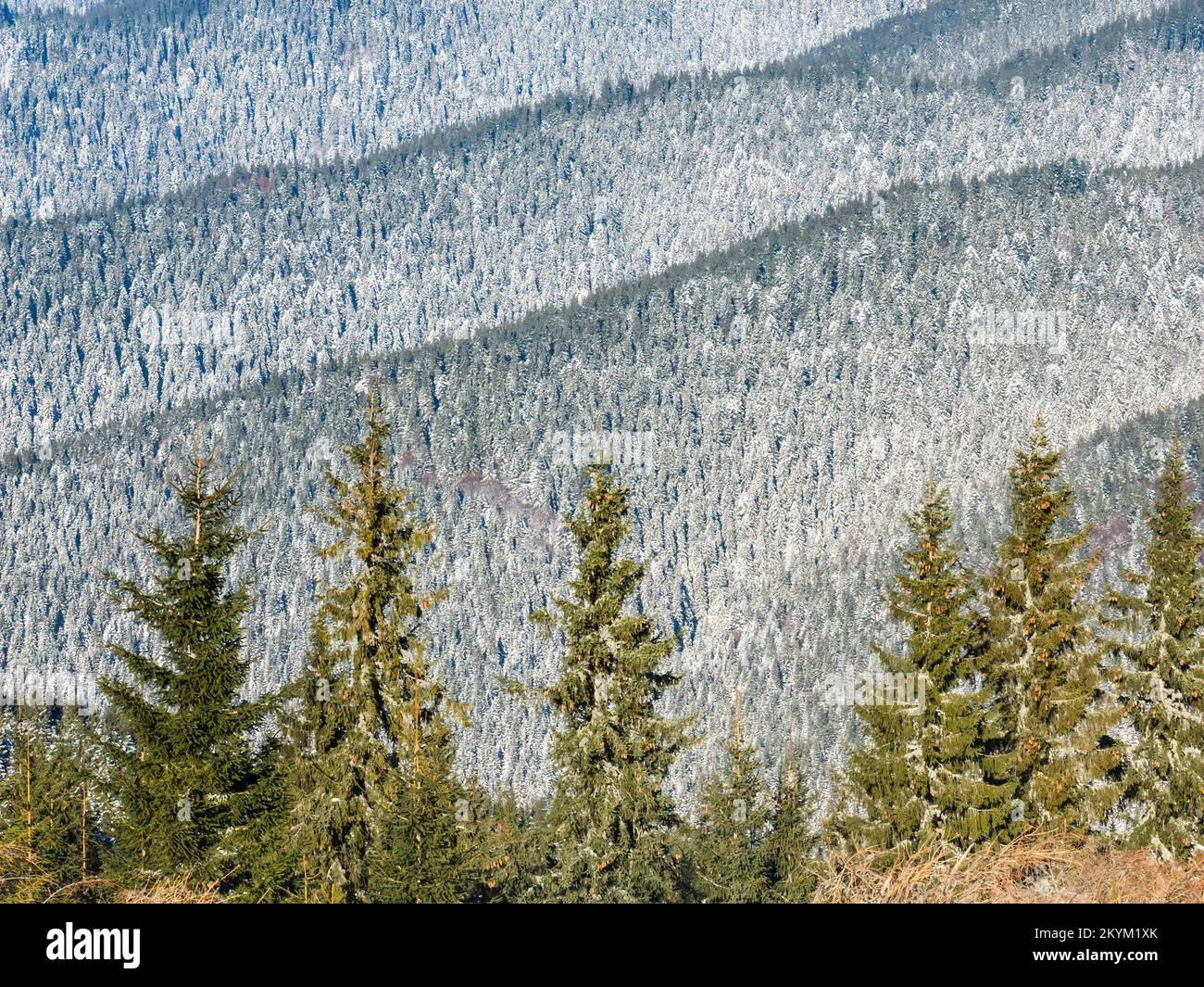 Winter mountain forest background. Pine trees on the mountain hills ...