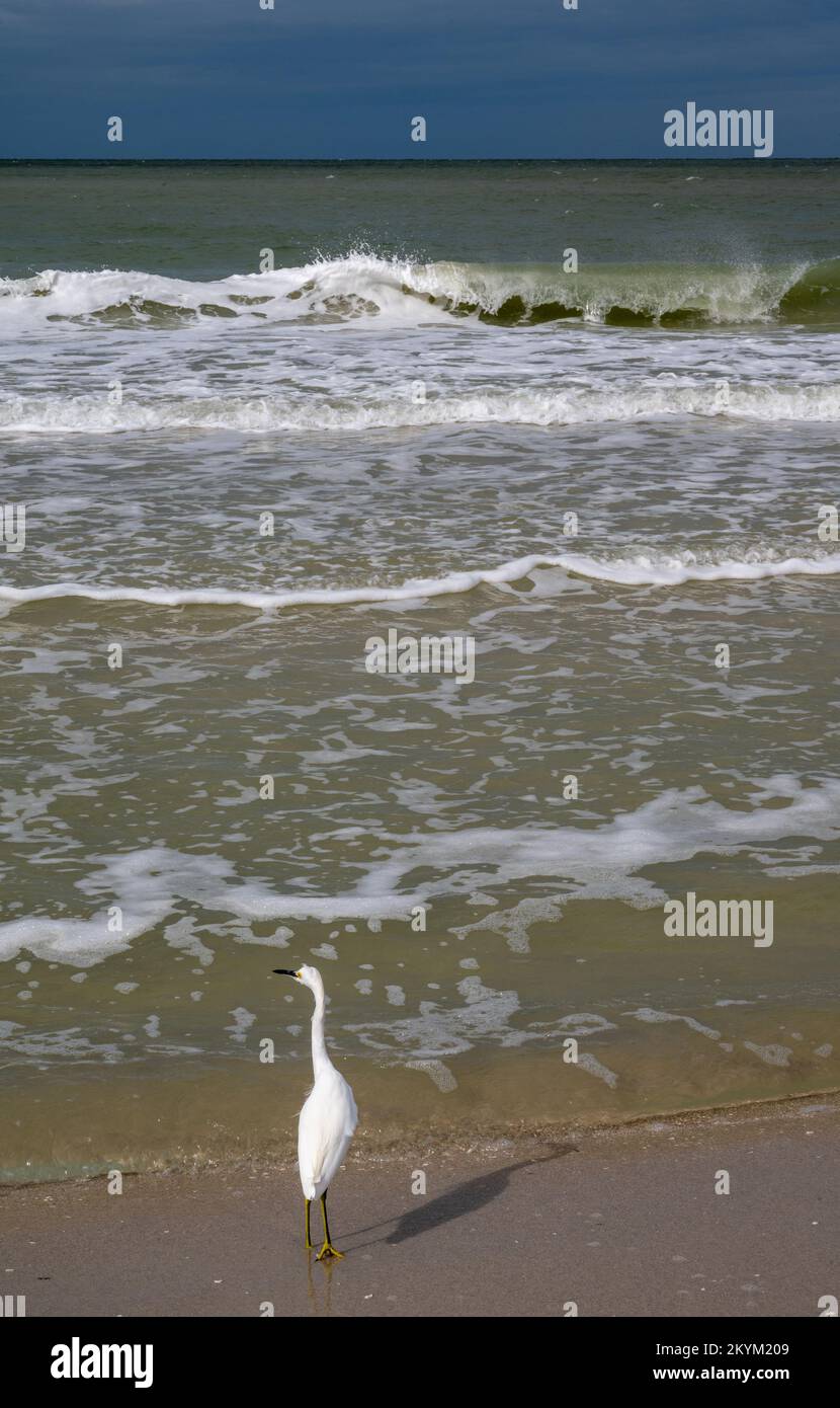 beach of Naples, Florida, USA Stock Photo - Alamy