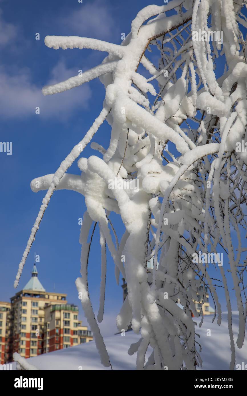 Man-made rime ice on trees alongside the Songhua River in Jilin City ...
