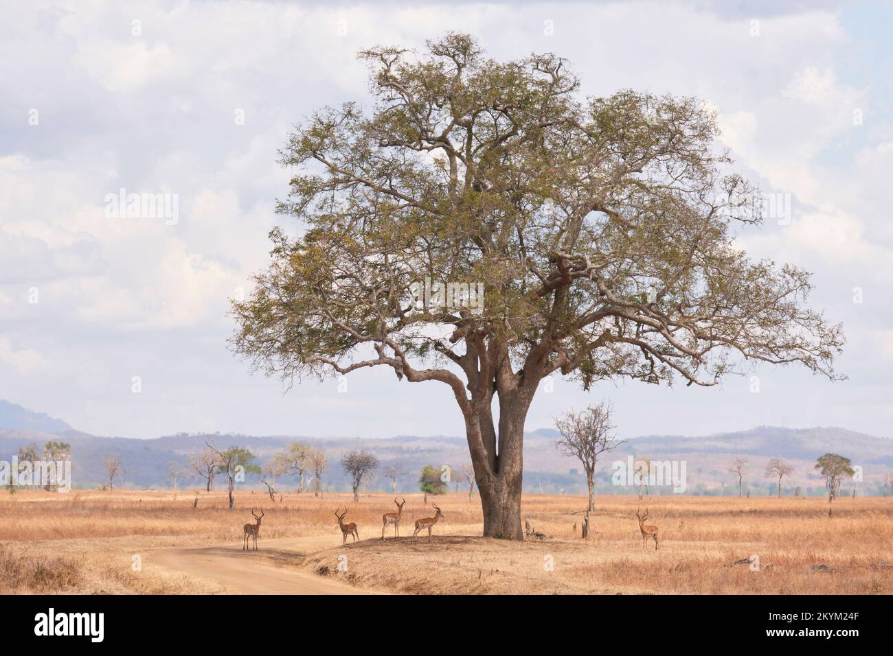 Impala hide from the sun under the shade of a tree, seen through a ...