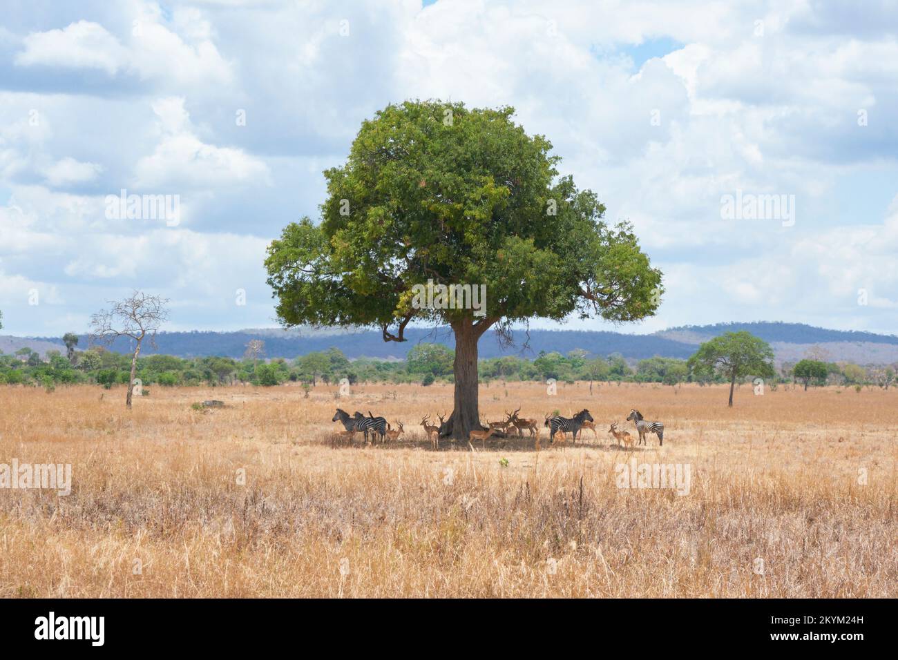 Zebra and Impala hide from the sun under the shade of a tree, seen ...
