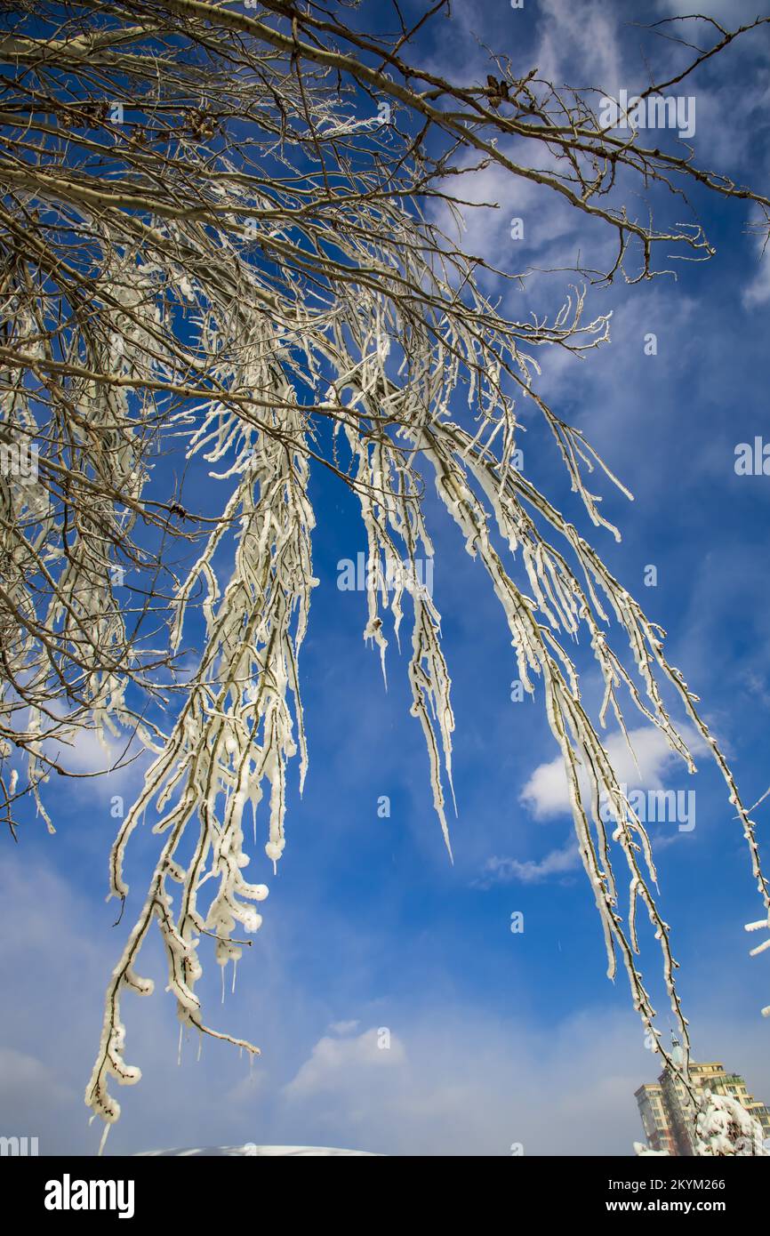 Man-made rime ice on trees alongside the Songhua River in Jilin City ...