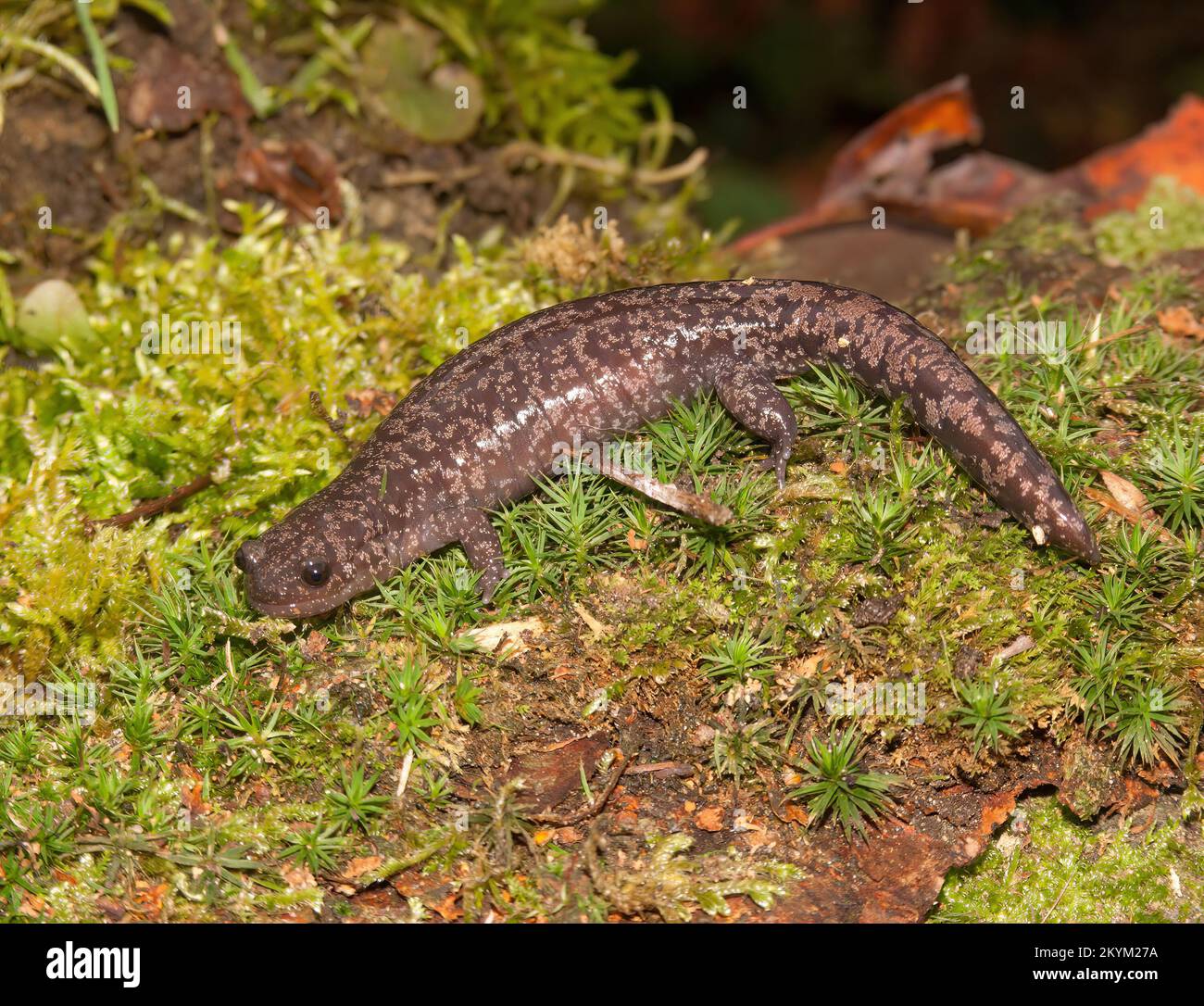 Natural closeup on the rare spotted Shahami salamander, Hynobius ...