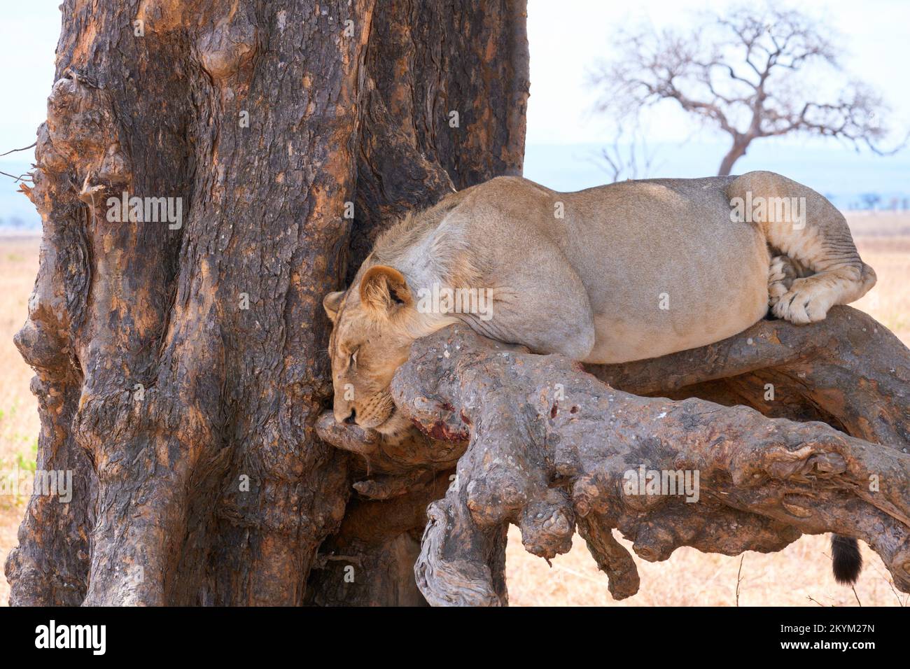 Lions sleep in the shade of a tree to escape the midday sun in Mikumi ...