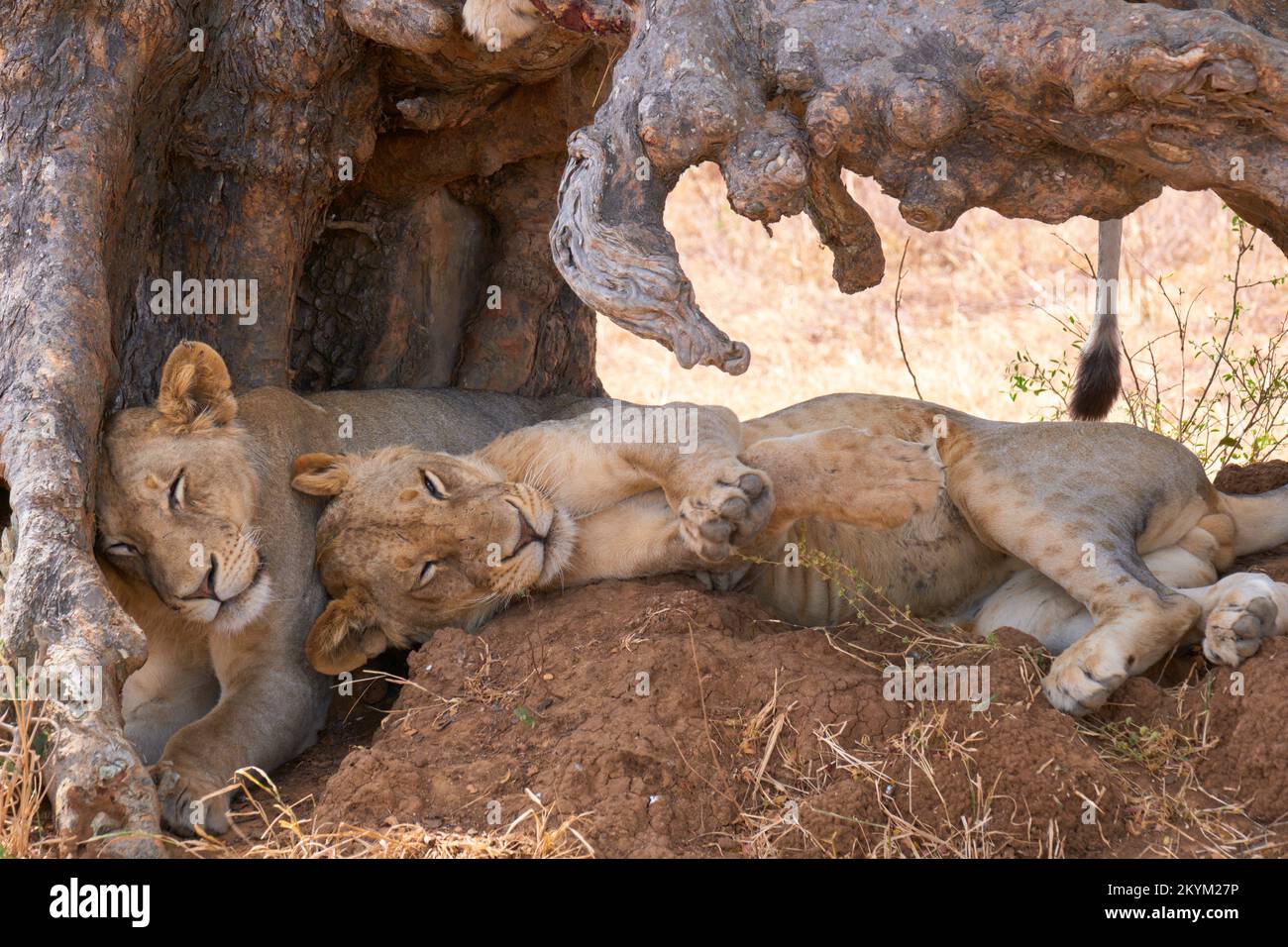 Lions sleep in the shade of a tree to escape the midday sun in Mikumi national park Stock Photo ...