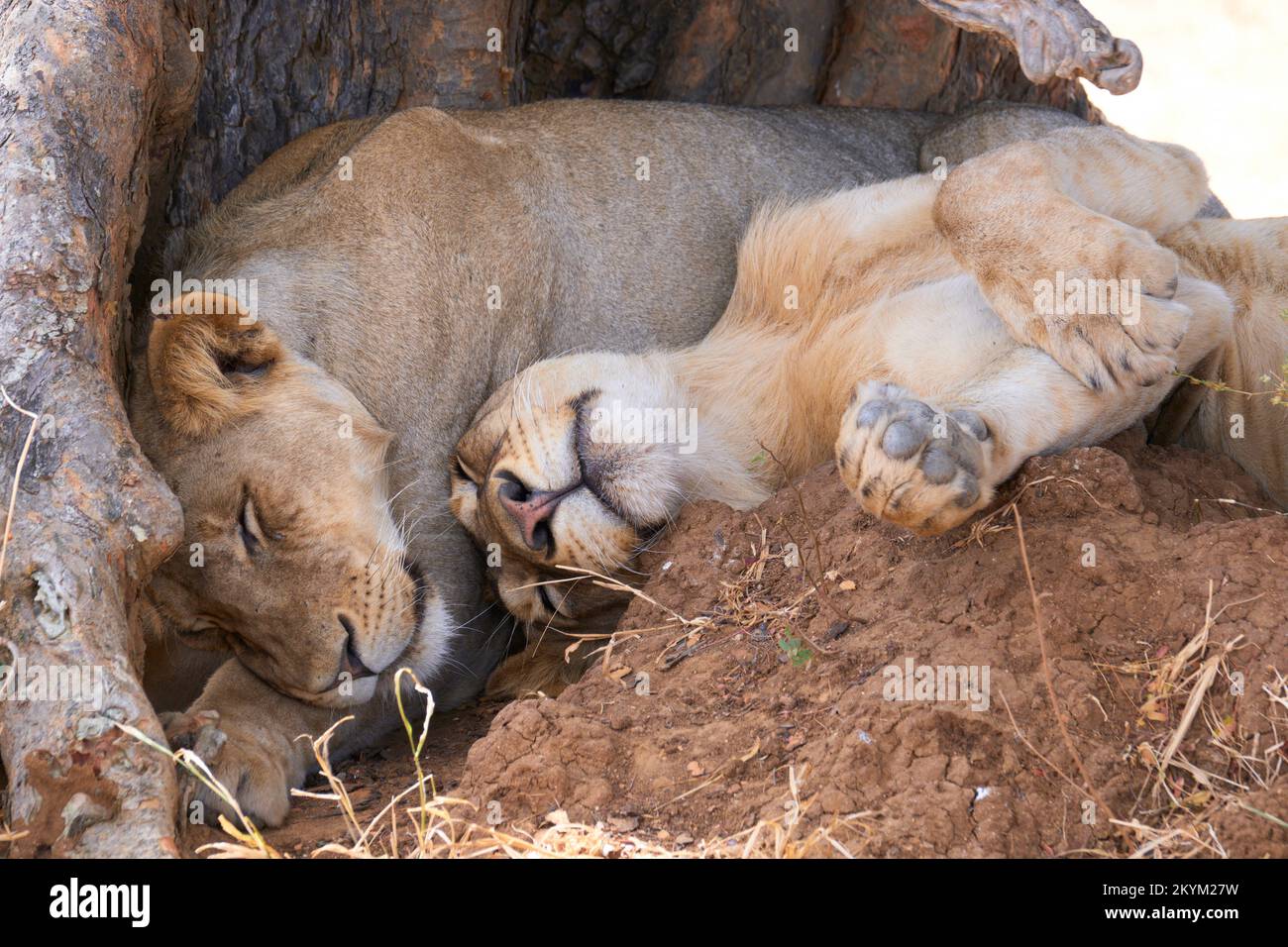 Lions sleep in the shade of a tree to escape the midday sun in Mikumi ...