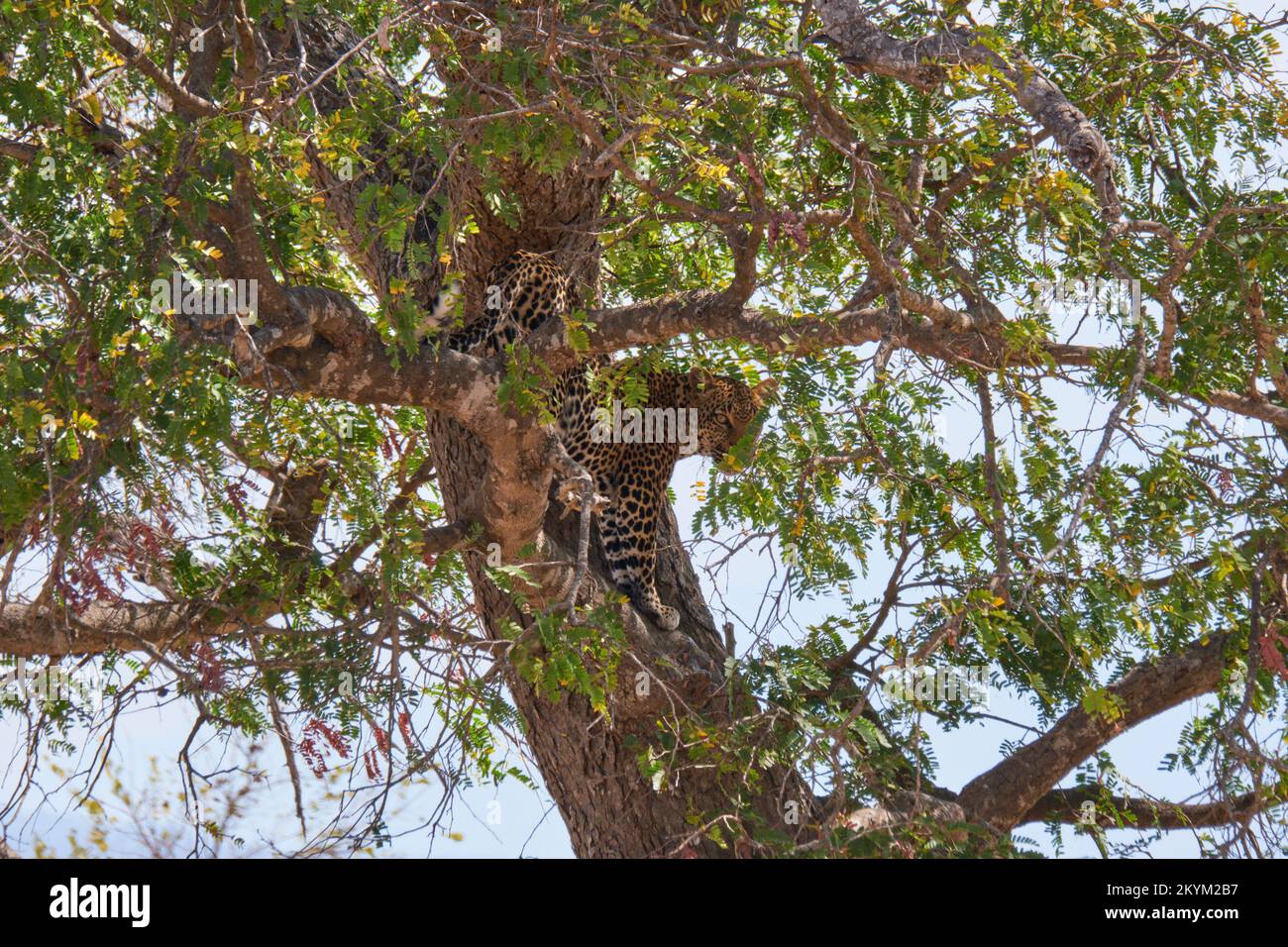 A Leopard escapes from a tree it was hiding in after being spotted in ...