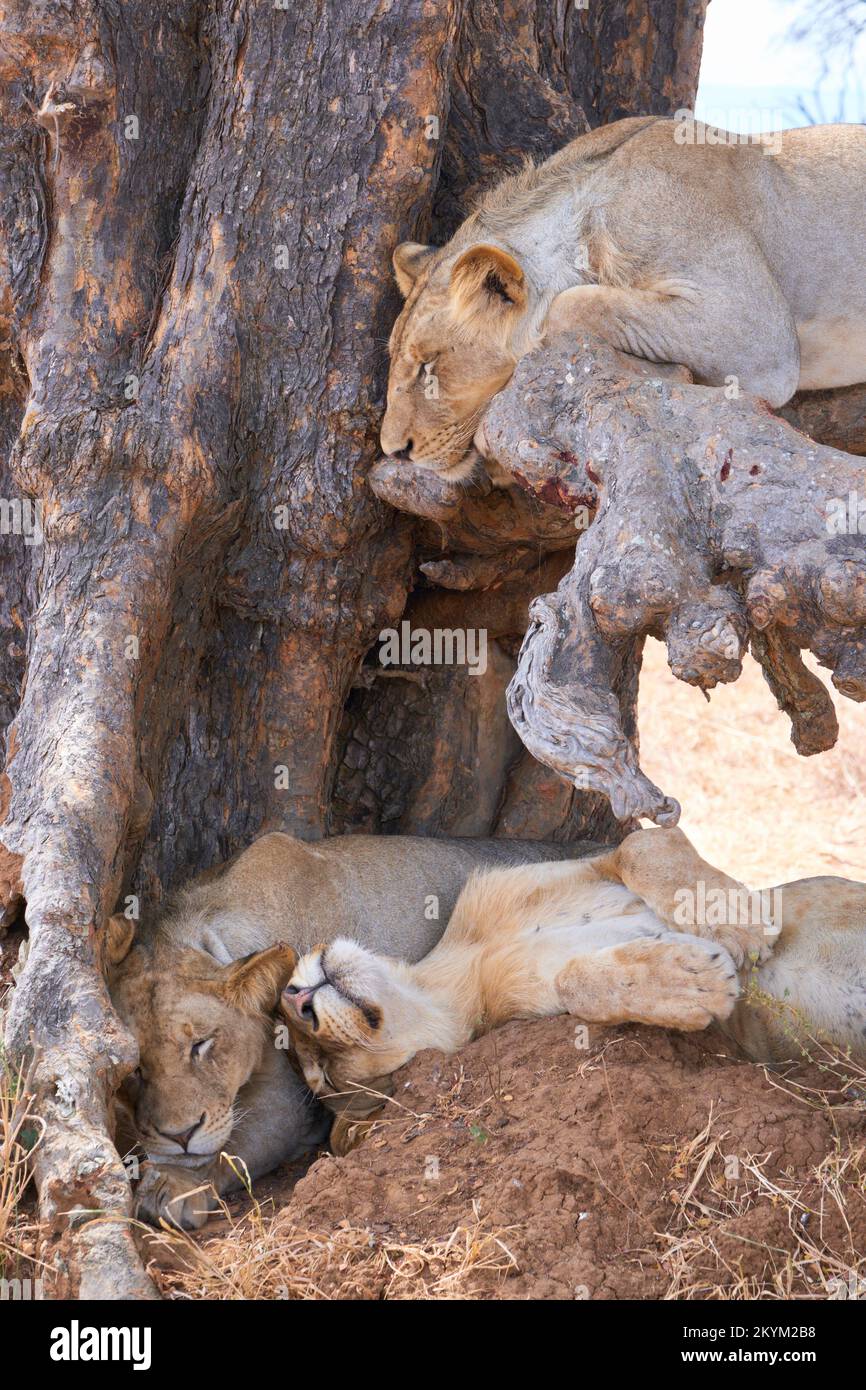 Lions sleep in the shade of a tree to escape the midday sun in Mikumi ...